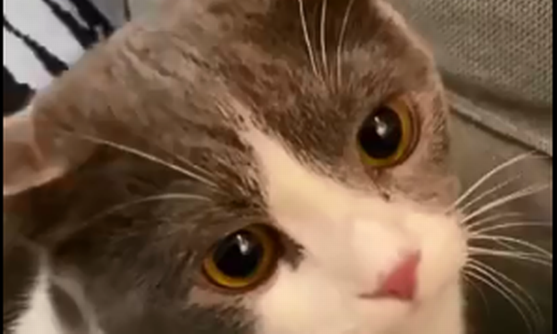 Programador diz que seu novo app é capaz de interpretar os sentimentos ...