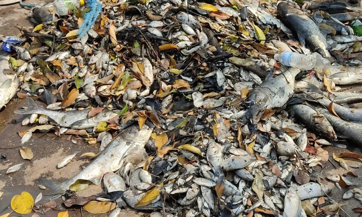 Mais de 1,5 tonelada de peixes morre em lago após chuva escura, em MG ...