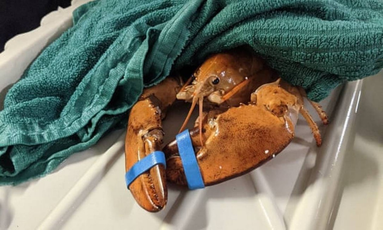 'Uma em 30 milhões': Lagosta rara é resgatada de mercado no Canadá - Época