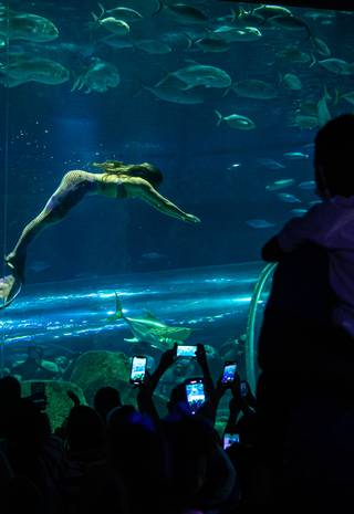 Conheça os bastidores do AquaRio, maior aquário marinho da América do ...