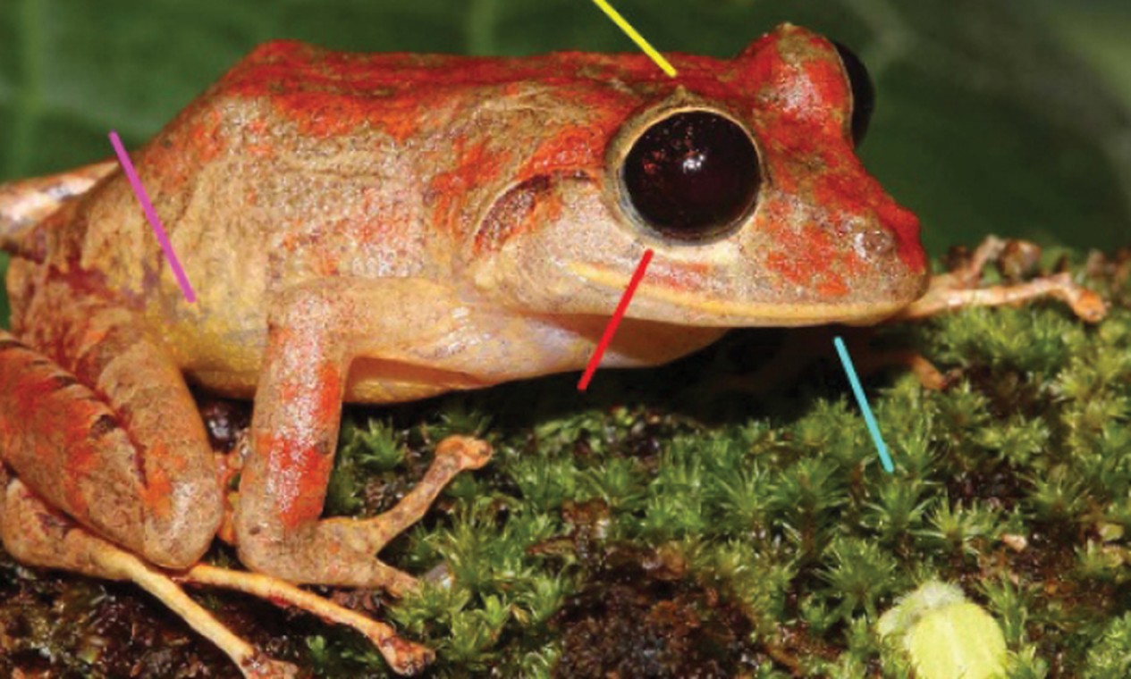 Nova espécie de sapo descoberta no Panamá recebe nome em homenagem à ...