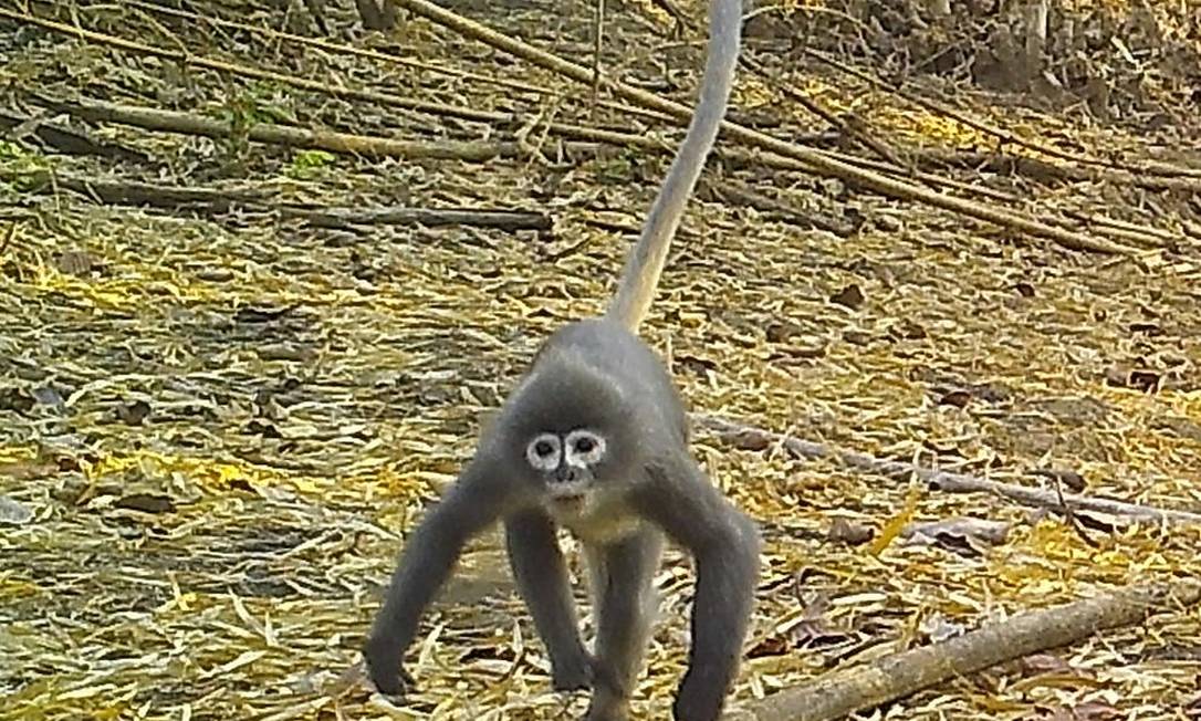 Macaco Sem Olhos Brinquedo Chalesco Pelúcia Macaco | Petlove