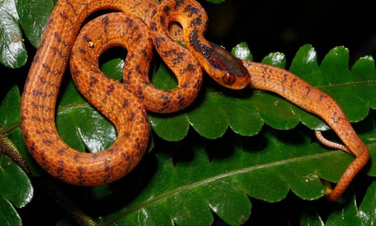 Novas espécies descobertas pela WWF na Ásia - Jornal O Globo