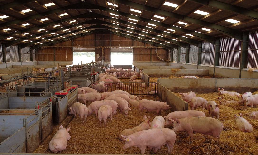 Sem mão de obra por causa do Brexit, criadores britânicos enfrentam ...