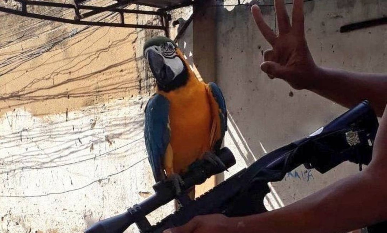 Animais posam lado de pistolas e fuzis em fotos publicadas em redes ...