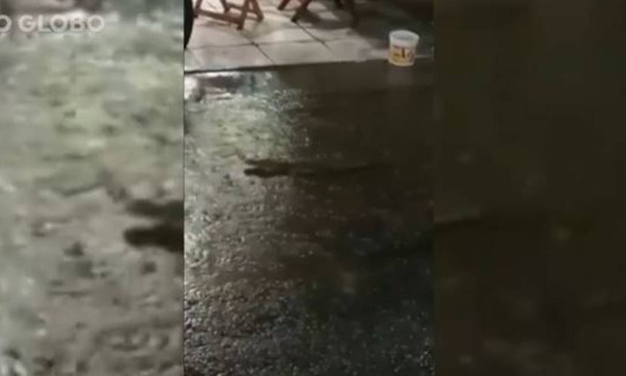 Vídeos mostram jacarés e cobras em ruas do Rio após chuvas - Jornal O Globo