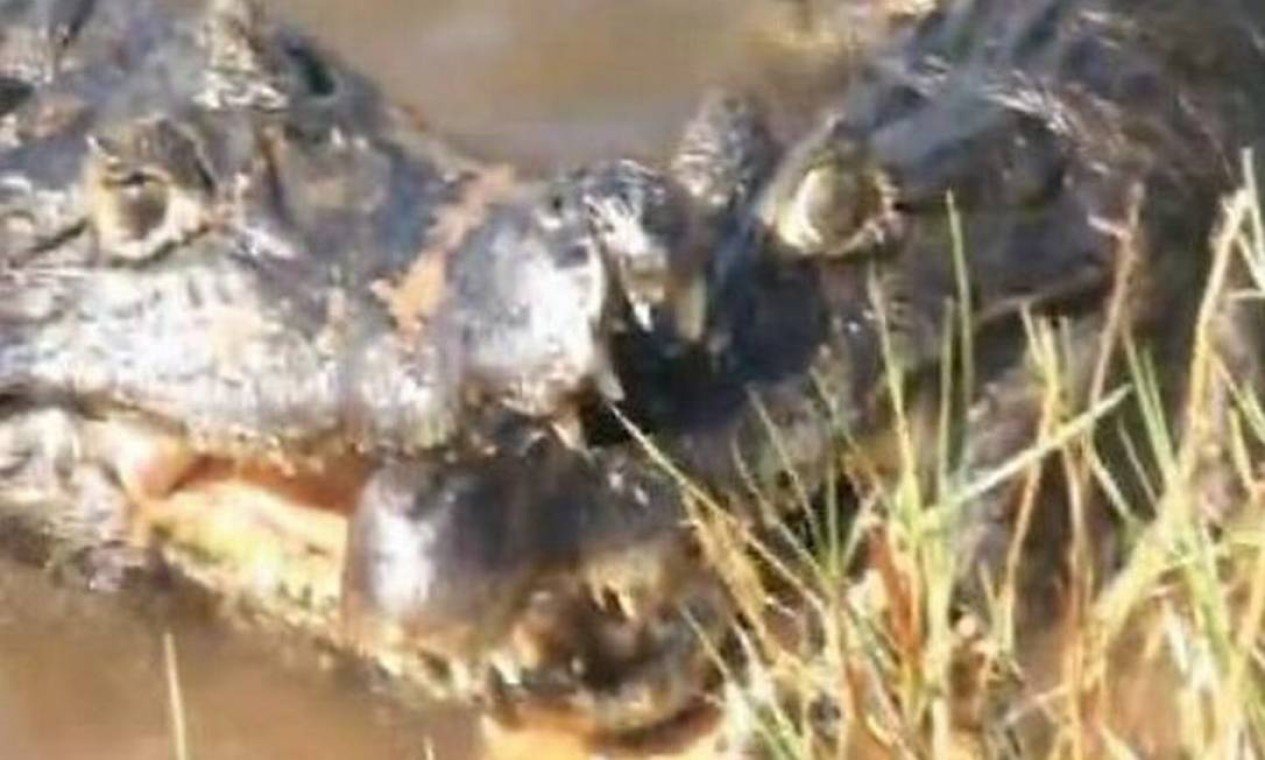 Briga de jacarés é flagrada por cinegrafista no Pantanal - Jornal O Globo