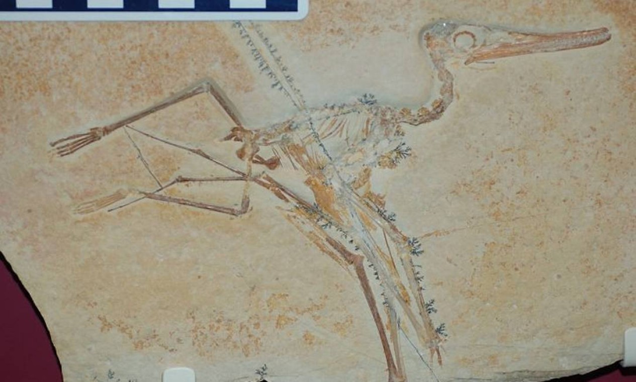 Dinossauros enxergavam na penumbra e eram ativos à noite, diz estudo ...