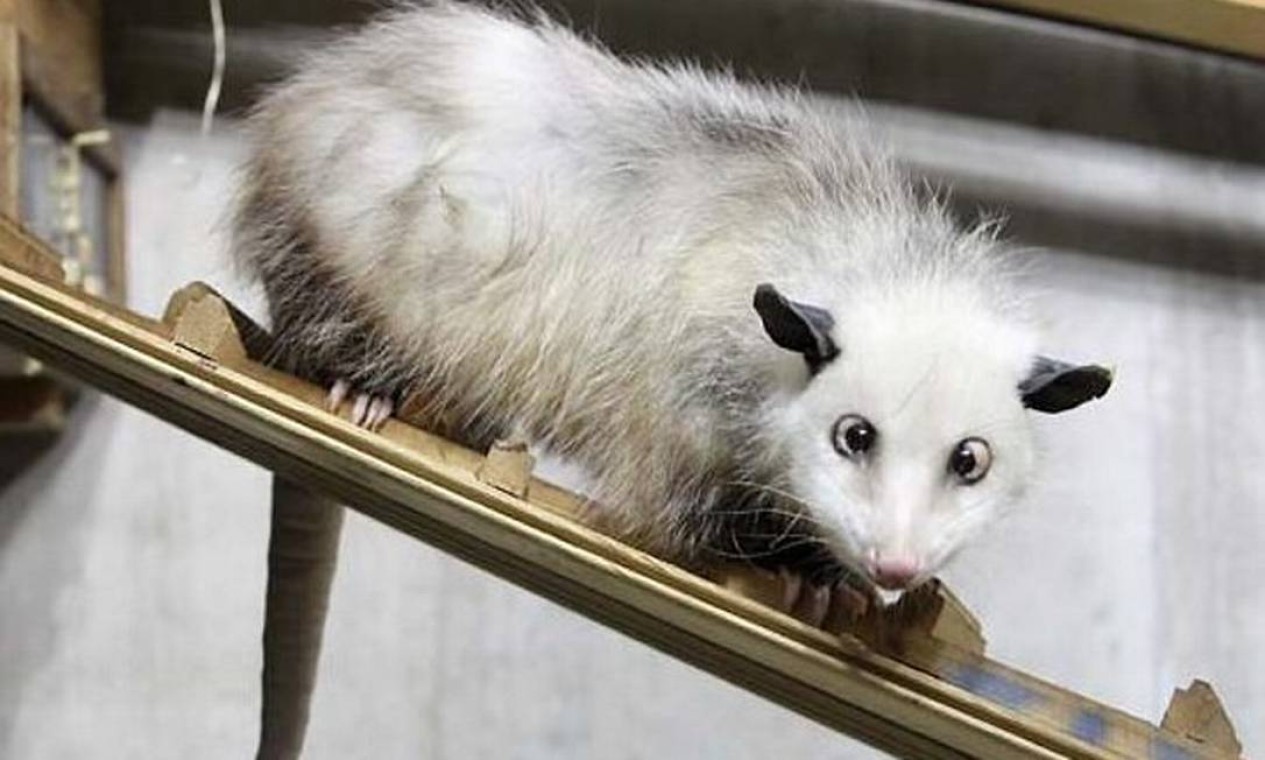 Gambá vesga coleciona fãs e vira sucesso na internet - Jornal O Globo