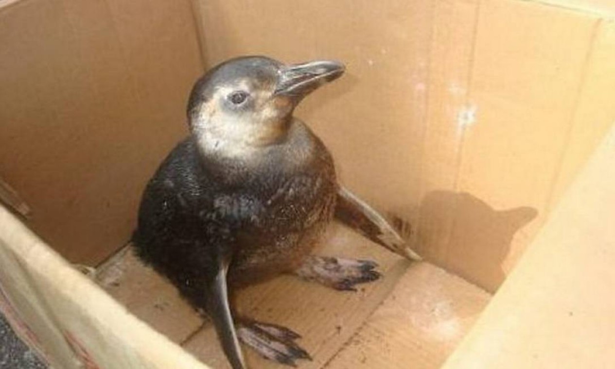 SP: Pinguim é resgatado pela Polícia Rodoviária Federal em plena BR-101 ...