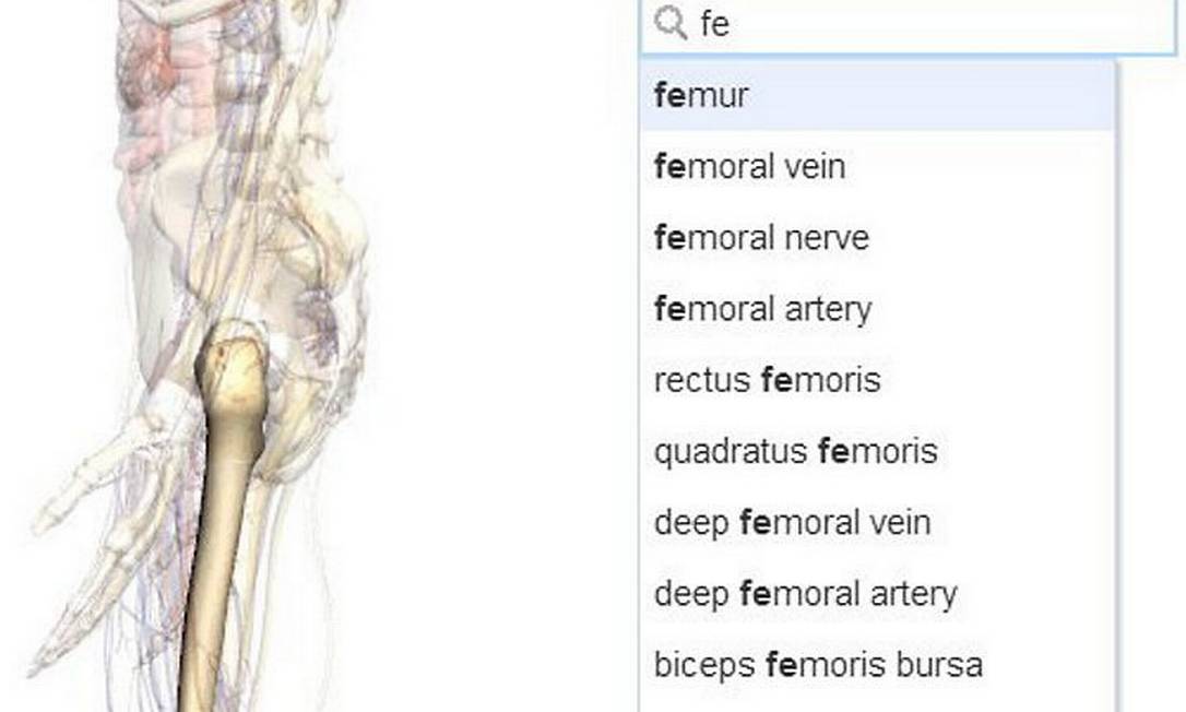 Google cria ferramenta de anatomia online que mostra imagens 3D do ...
