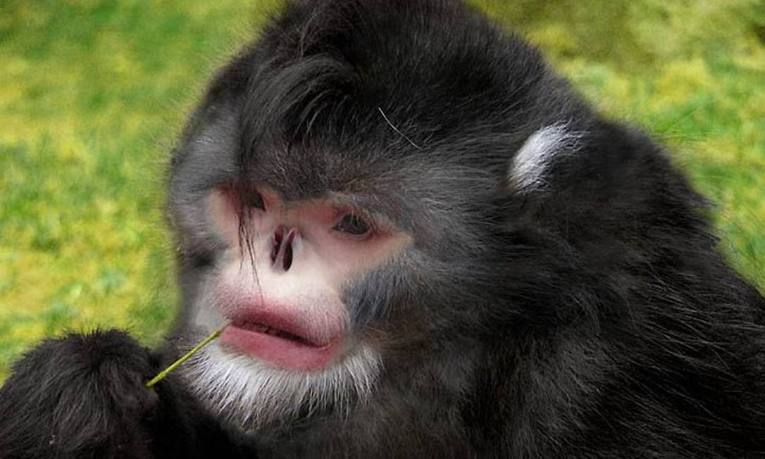 Nova espécie de macaco com nariz arrebitado é descoberta em Mianmar ...