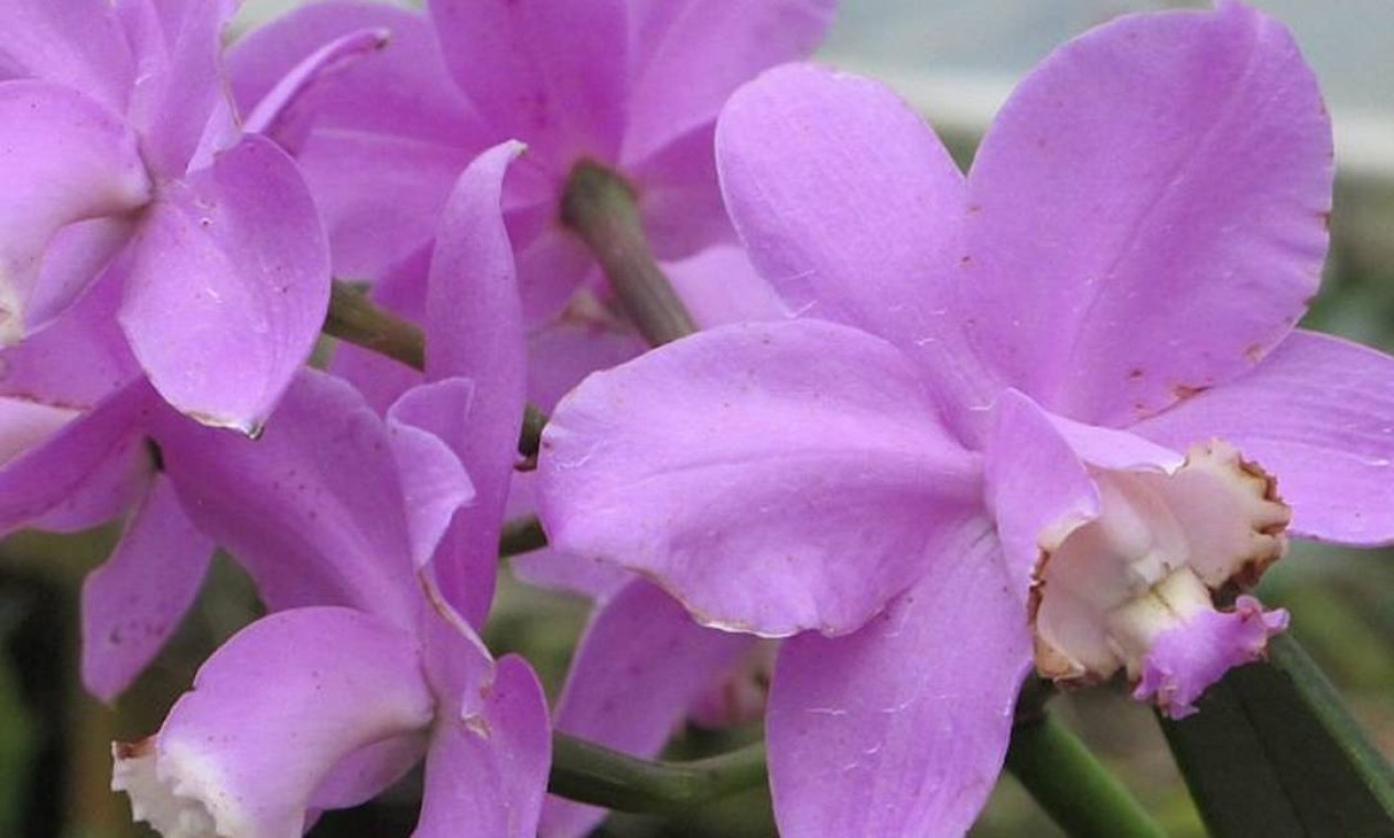 Na serra capixaba, um roteiro que explora a variedade de cores e formas ...