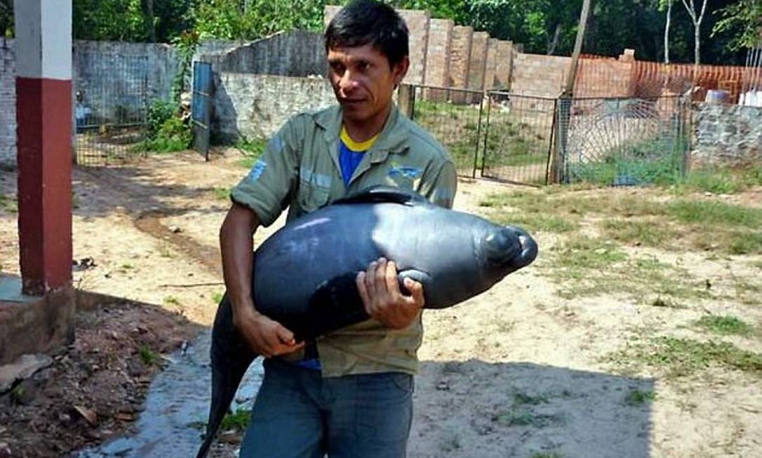 Filhote de peixe-boi com 28 kg é resgatado no Pará com arranhão no ...