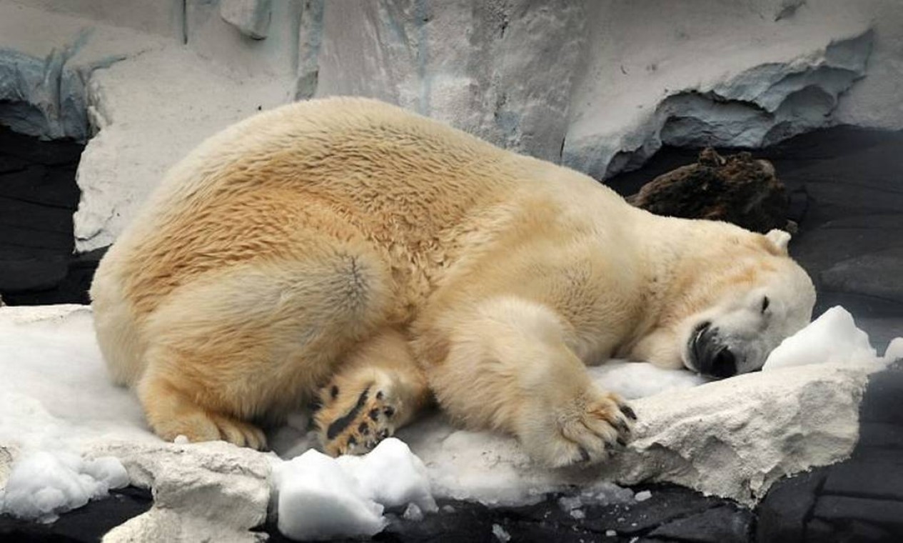 Macacos, filhotes de elefantes e de flamingos e até uma marta estão ...