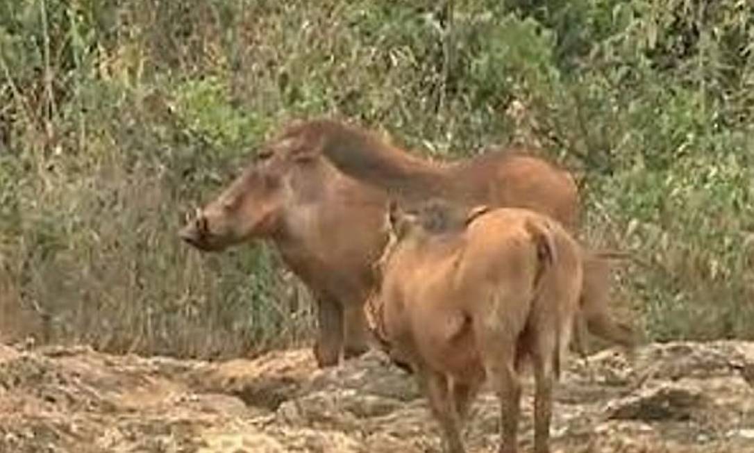 Agricultor é morto por javali em fazenda de Minas Gerais - Jornal O Globo