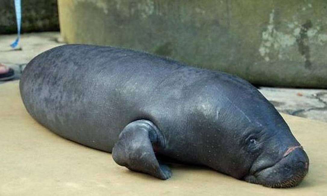 Filhote de peixe-boi preso em rede de pesca é resgatado no Amazonas ...