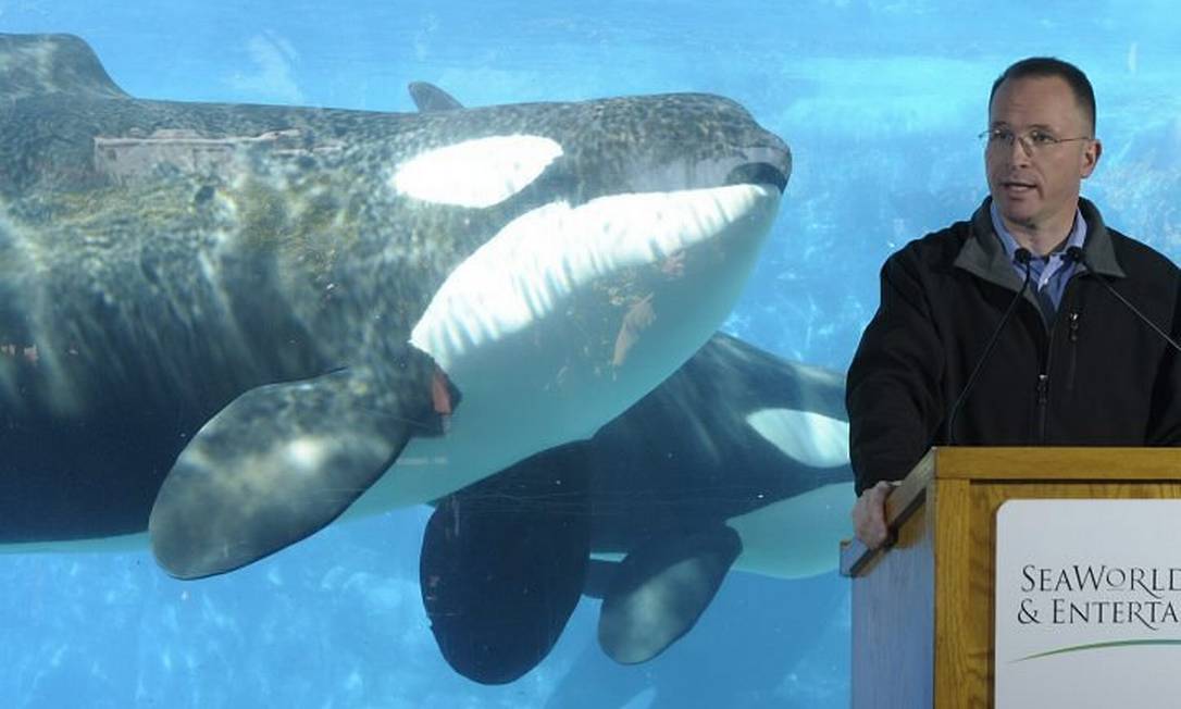 SeaWorld Orlando retomará shows com orcas este fim de semana; ex-chefe ...