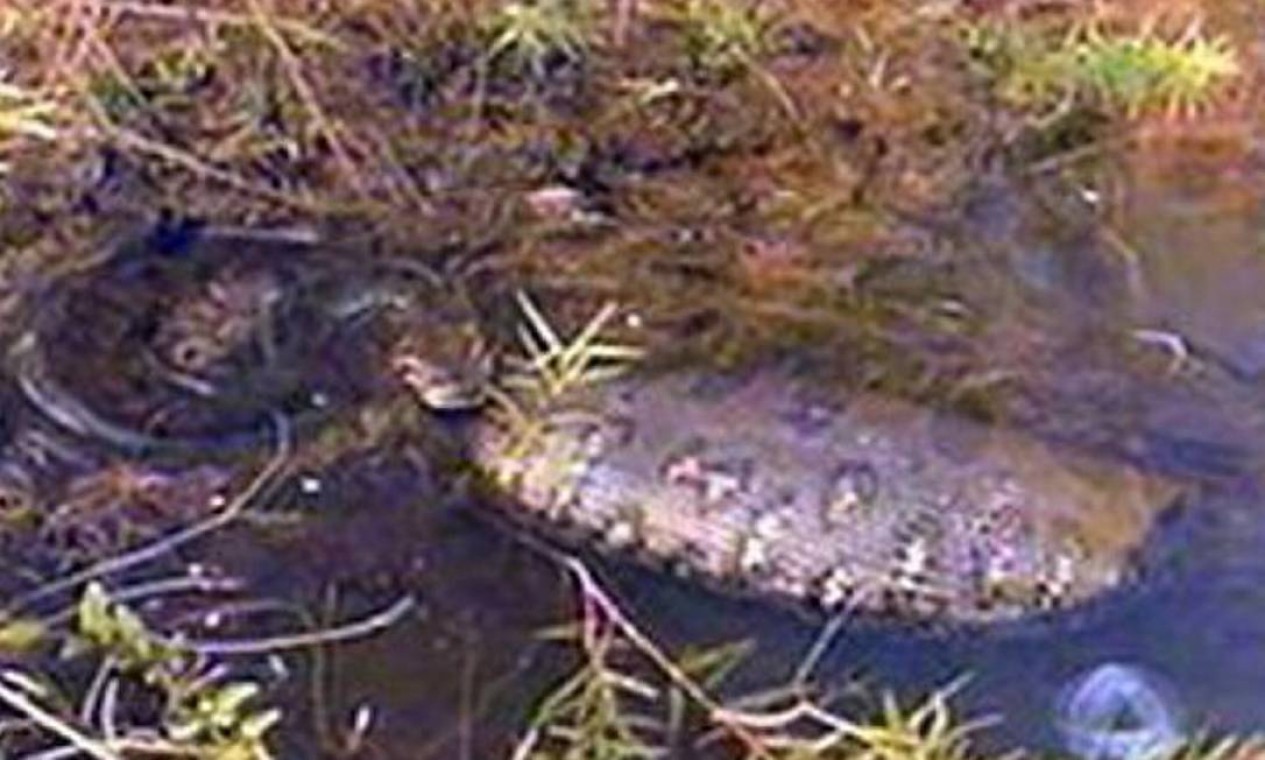 Sucuri de 8 metros é flagrada após almoçar capivara no Mato Grosso ...