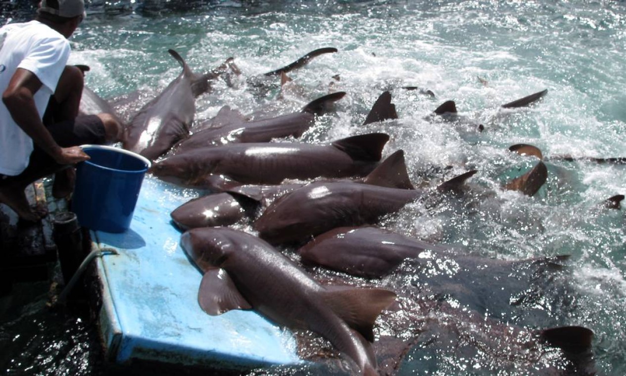 Todas as cores de Cartagena - Jornal O Globo