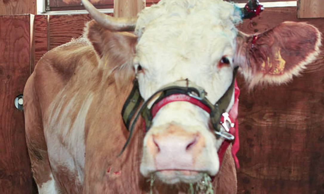 Vaca que fugiu na Alemanha vai virar animação em Hollywood - Jornal O Globo