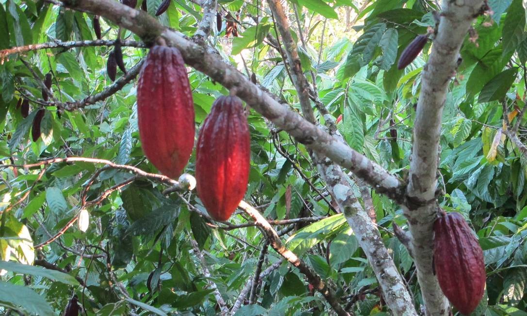 Imagens do cacau cabruca, sistema produtivo do Sul da Bahia - Jornal O ...