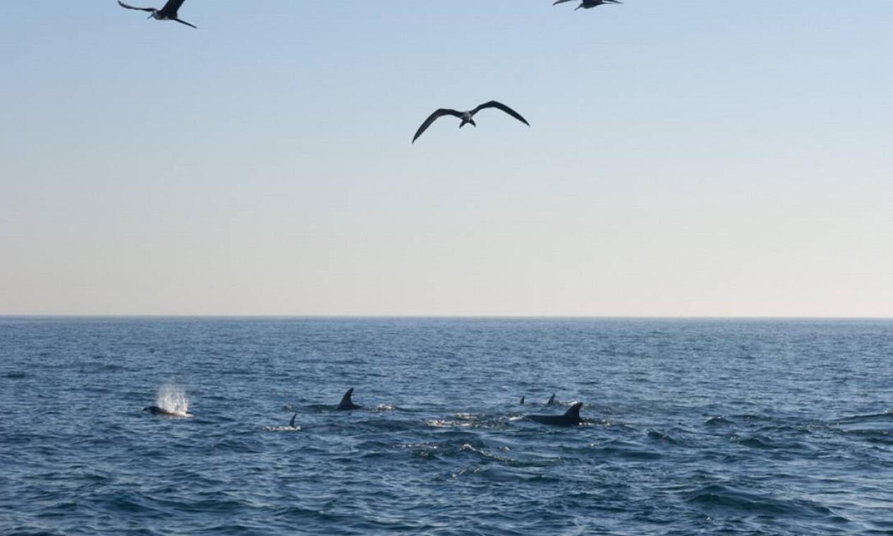 Golfinhos voltam a circular na costa do Rio - Jornal O Globo
