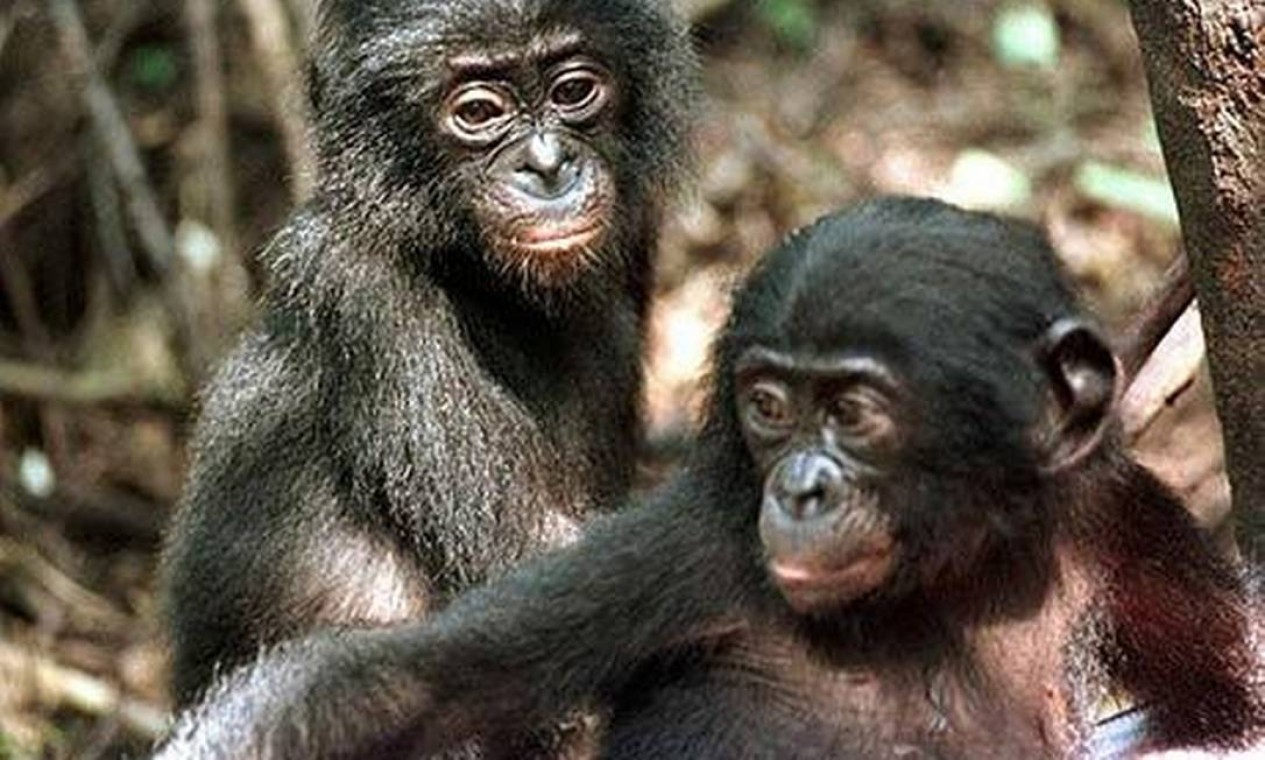 DNA do bonobo é 98,7% igual ao do homem - Jornal O Globo