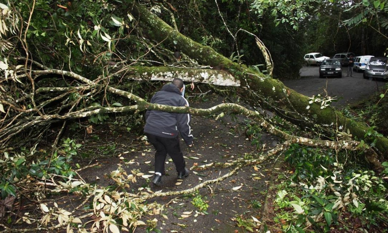 Árvore tomba e interrompe o trânsito na Estrada do Sumaré - Jornal O Globo