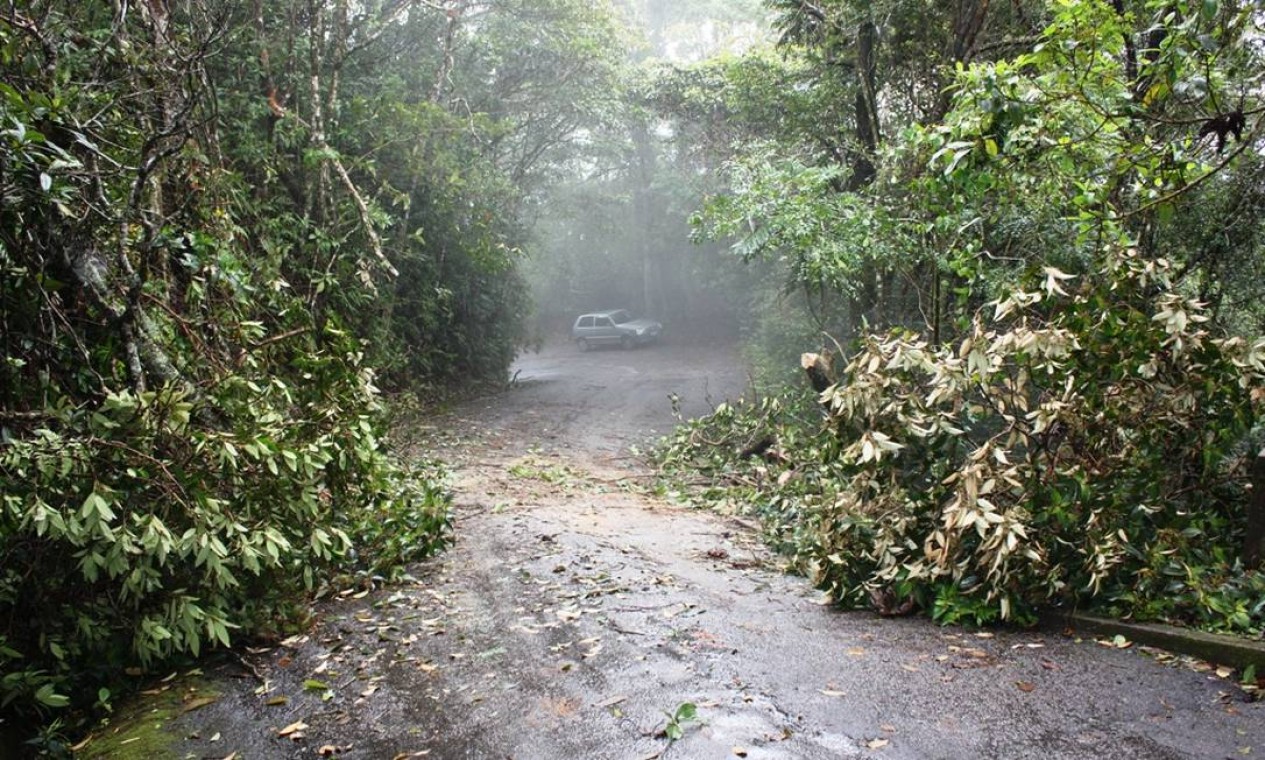 Árvore tomba e interrompe o trânsito na Estrada do Sumaré - Jornal O Globo