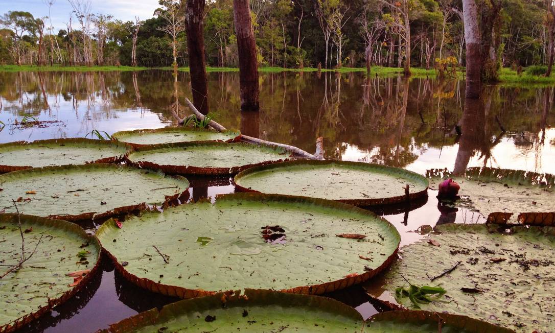 Cenas do Rio Solimões - Jornal O Globo