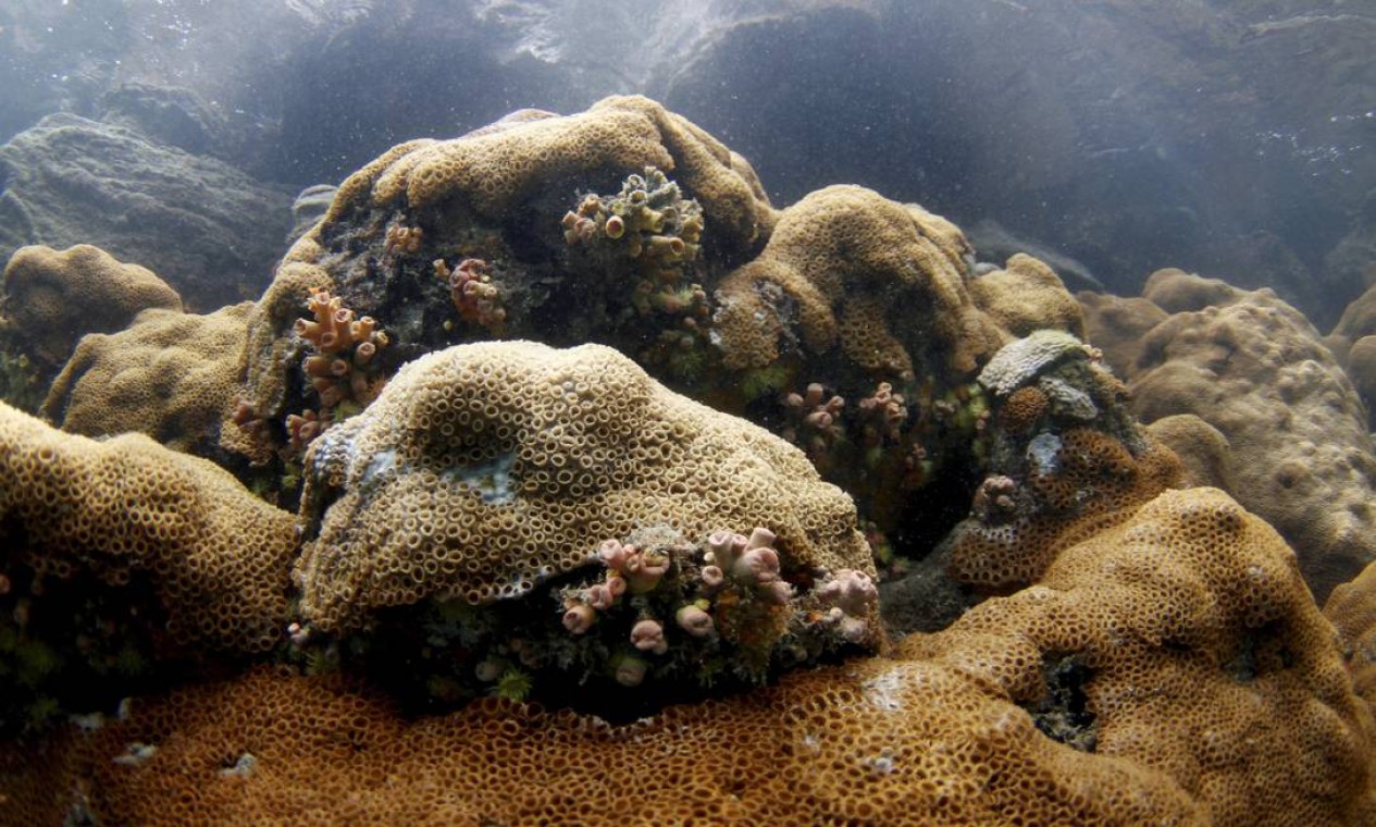 O coral-sol em Ilha Grande - Jornal O Globo