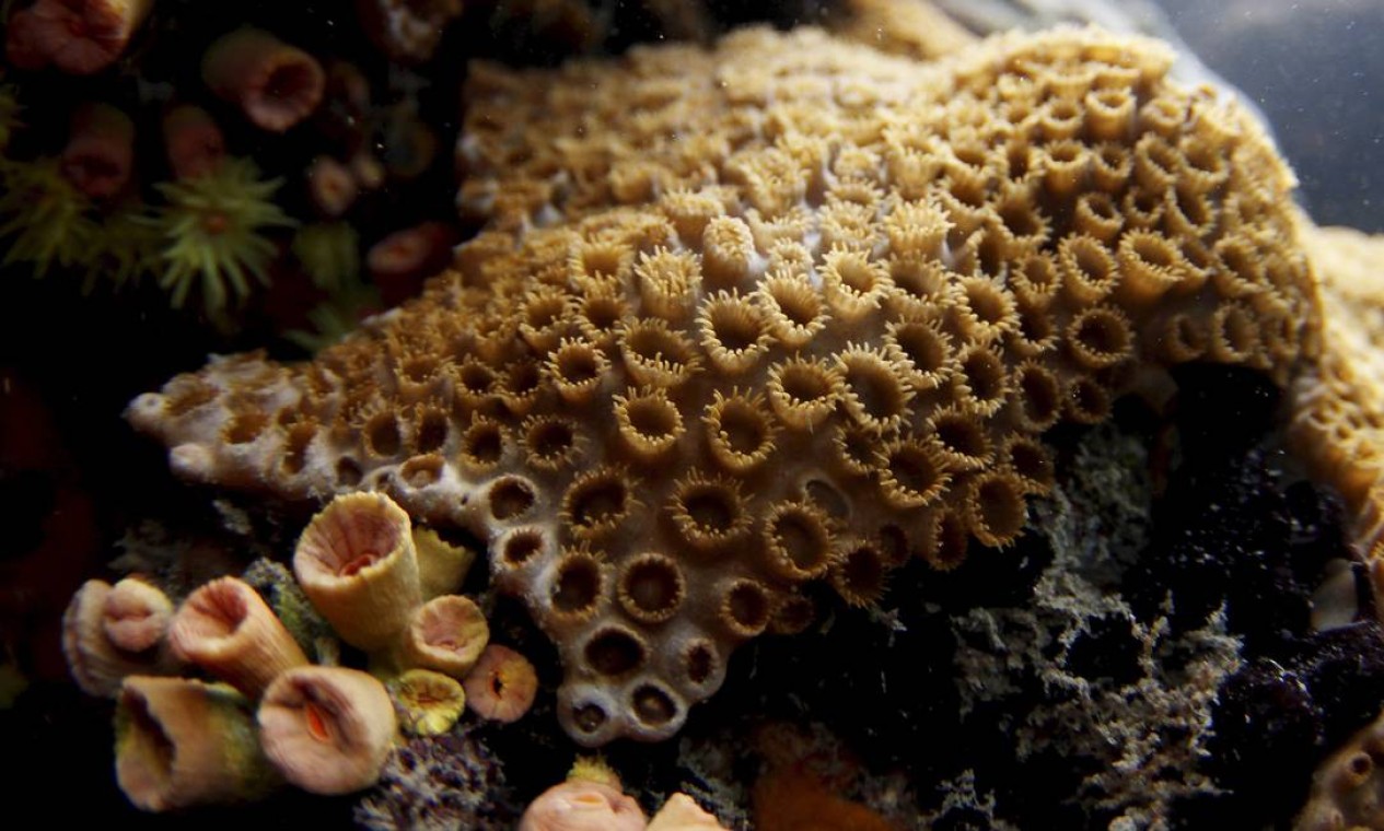 O coral-sol em Ilha Grande - Jornal O Globo