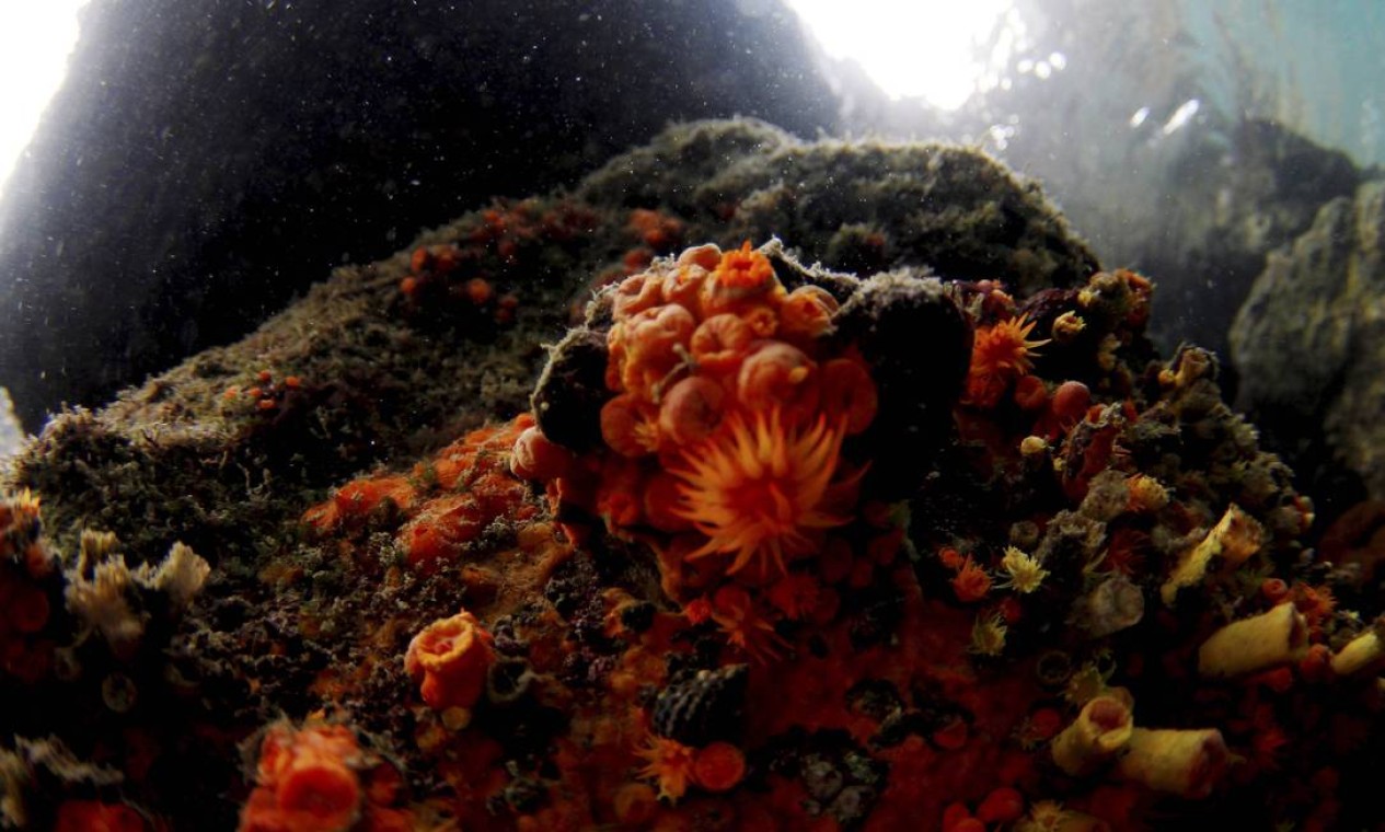 O coral-sol em Ilha Grande - Jornal O Globo