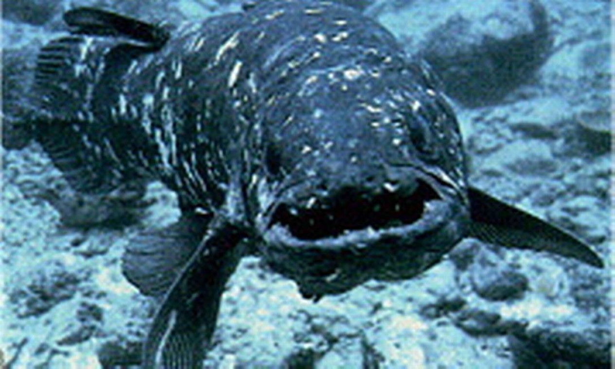 Genoma do celacanto traz pistas sobre a migração da vida dos oceanos ...