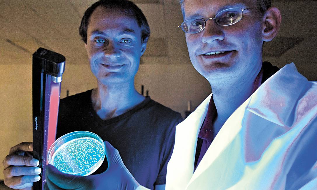 Pé de luz: grupo americano quer criar plantas brilhantes - Jornal O Globo