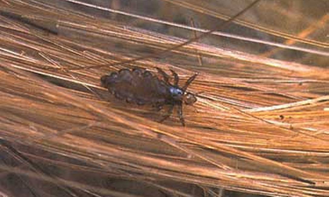 Outono, a temporada de infestação de piolhos - Jornal O Globo