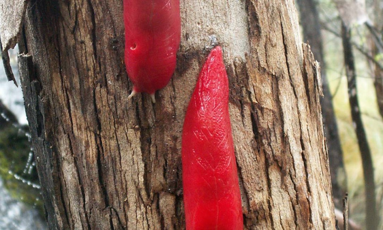 Lesma cor-de-rosa é descoberta na Austrália - Jornal O Globo