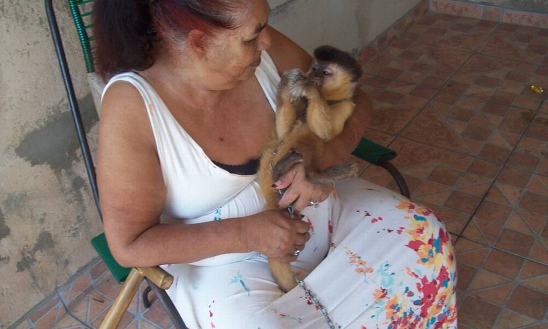 Macaco que vivia com família há 37 anos é retirado de casa pela Polícia ...