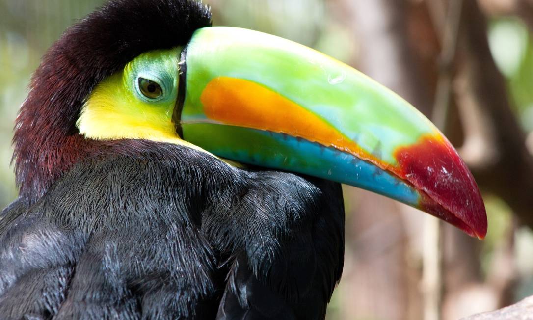 Governo da Costa Rica quer libertar bichos de zoológicos públicos ...