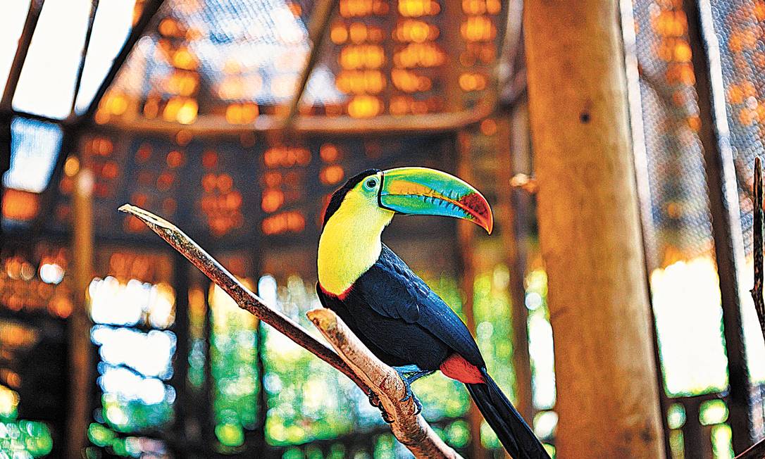 Costa Rica vai soltar os bichos de seus jardins zoológicos - Jornal O Globo