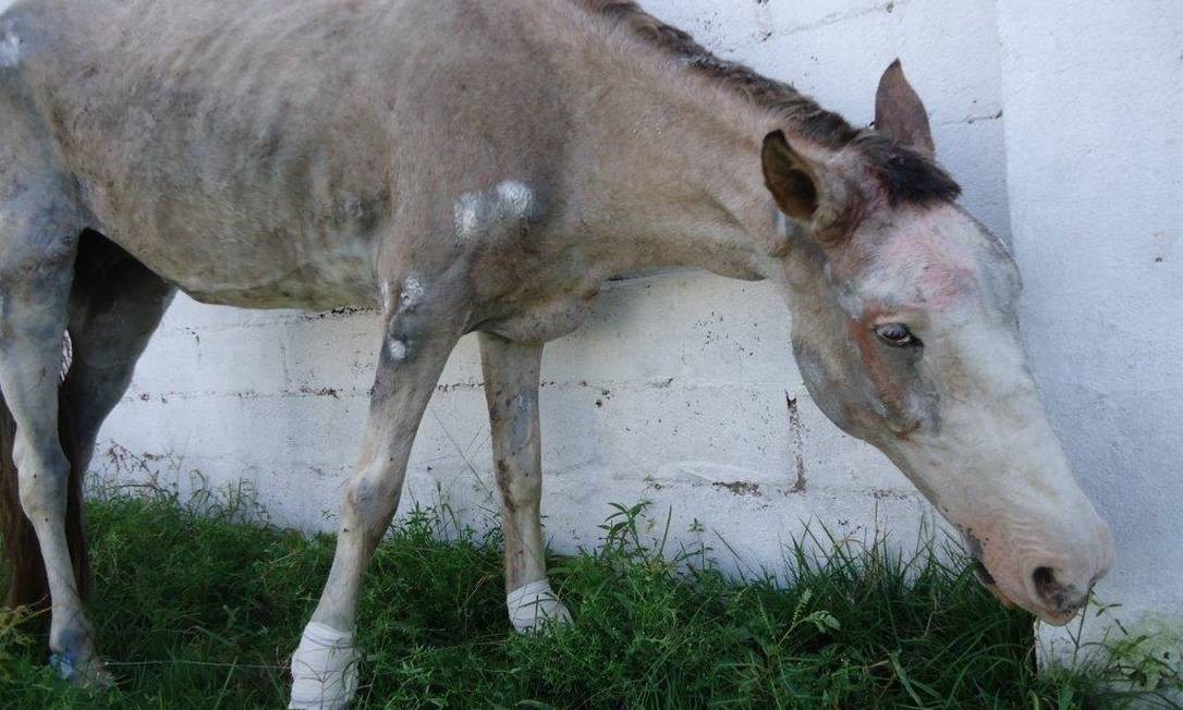 Égua é devolvida a organização protetora dos animais - Jornal O Globo