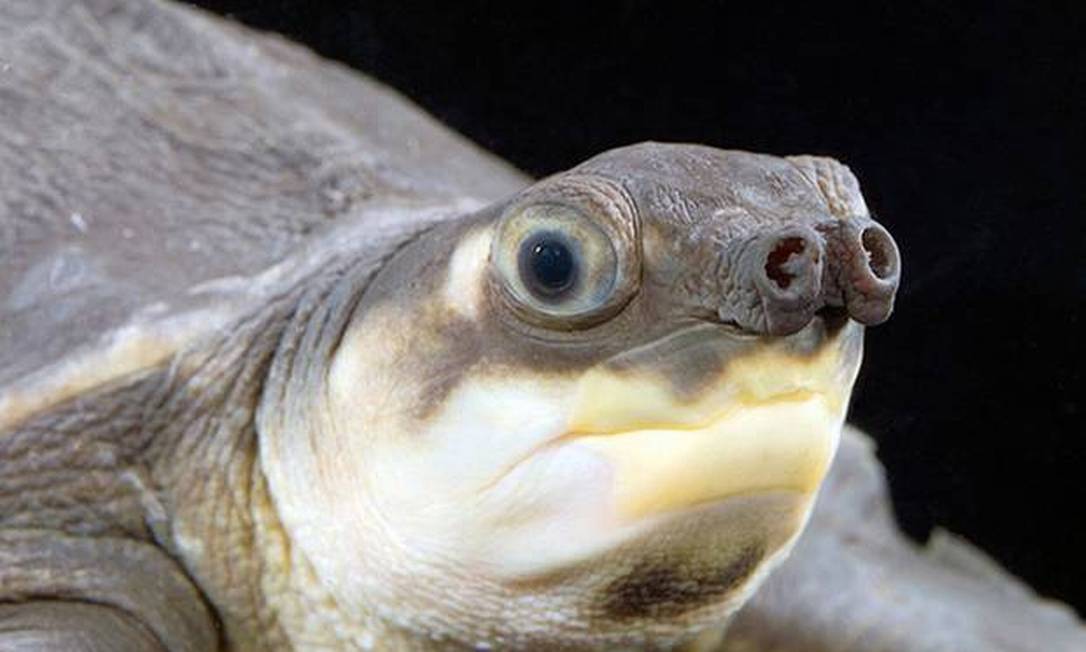 Os animais mais feios do mundo - Jornal O Globo