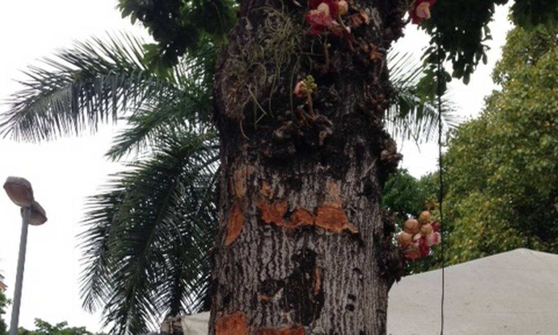 Poda de abricós-de-macaco muda paisagem do Largo do Machado - Jornal O Globo