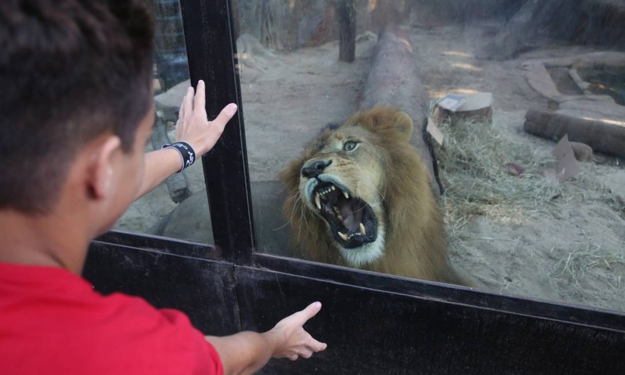 Zoo do Rio exibe melhorias nas instalações e novas atrações com nova ...