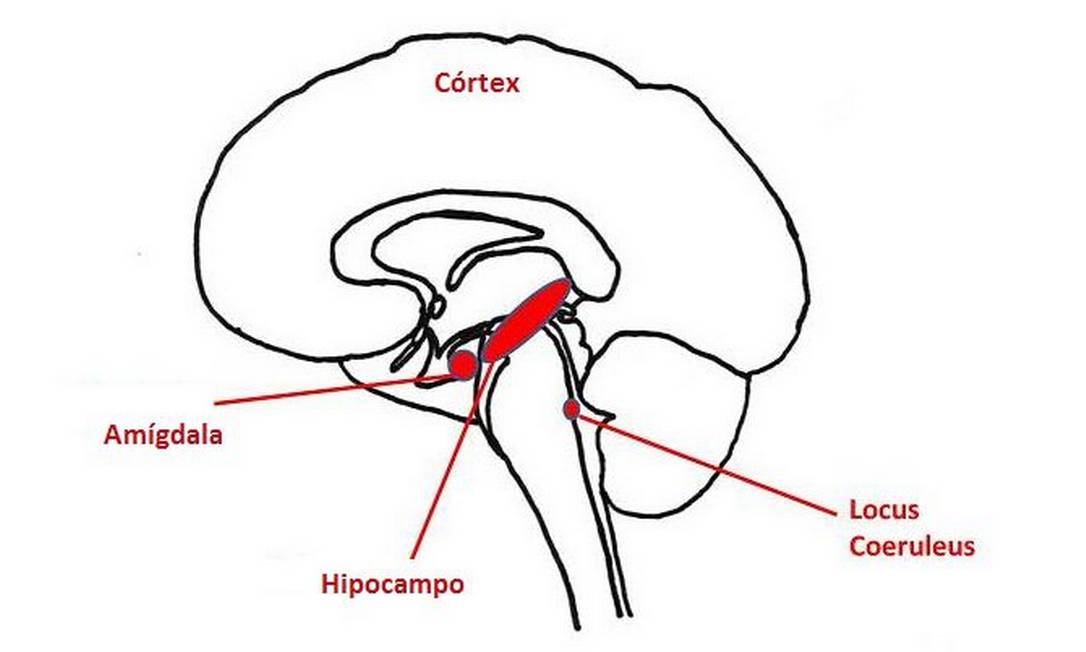 Pesquisadores destacam o ‘marco zero’ do Alzheimer - Jornal O Globo