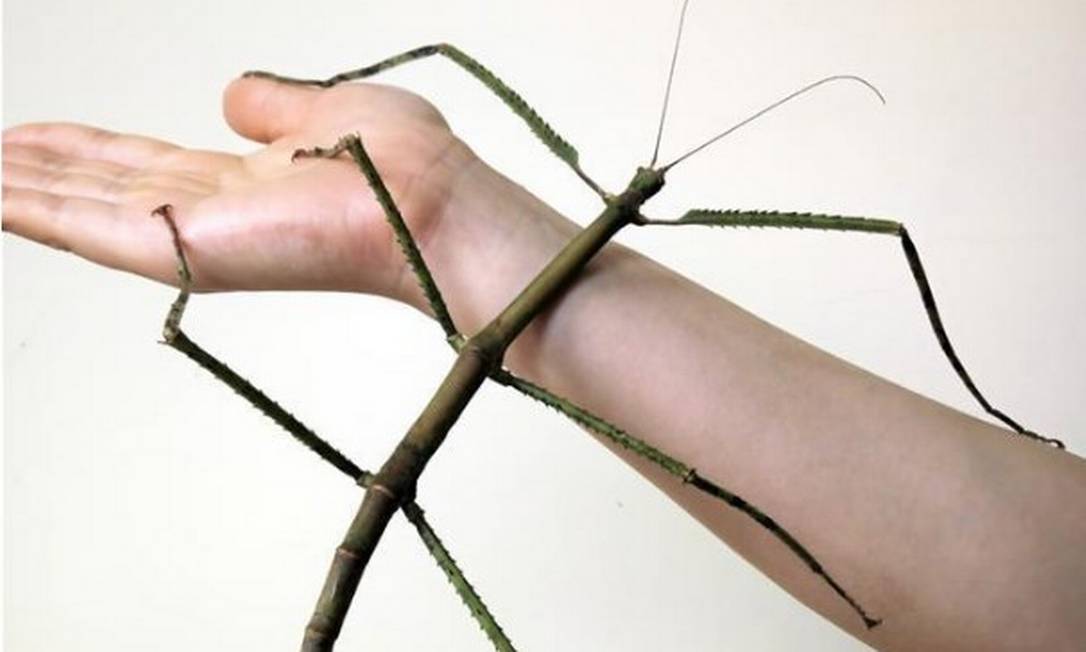 Maior inseto do mundo tem 62 cm e foi descoberto na China - Jornal O Globo